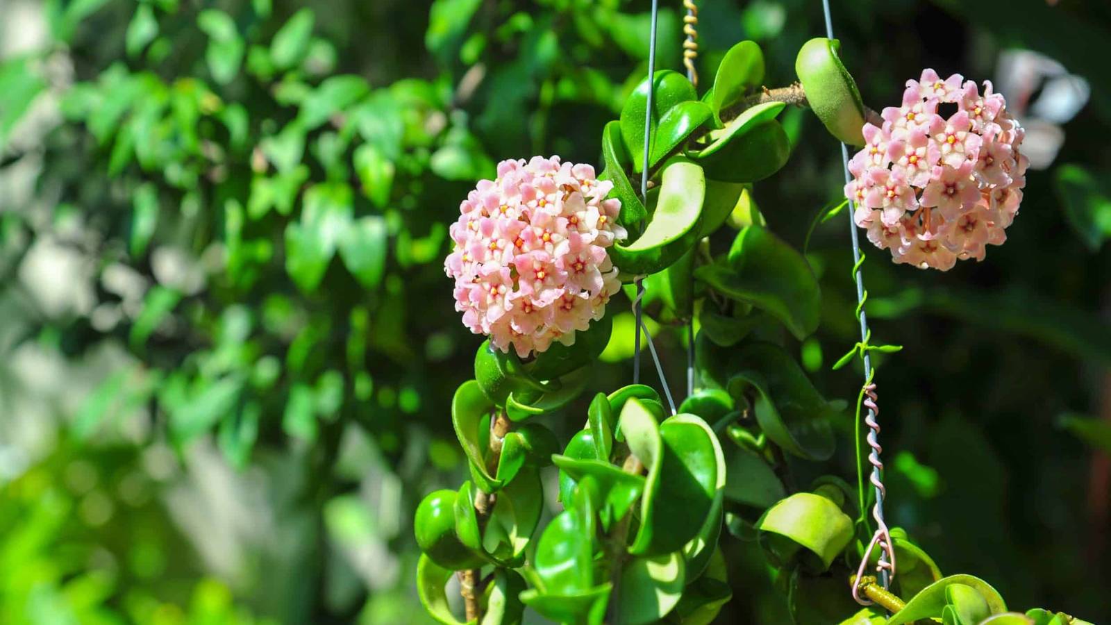 How To Grow and Care for Hoya Plants