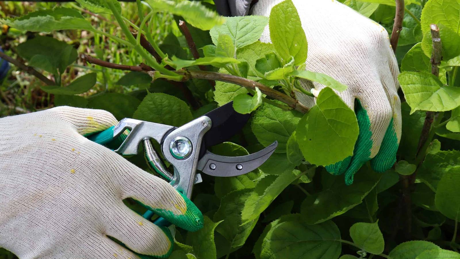 5 Pruning Mistakes To Avoid