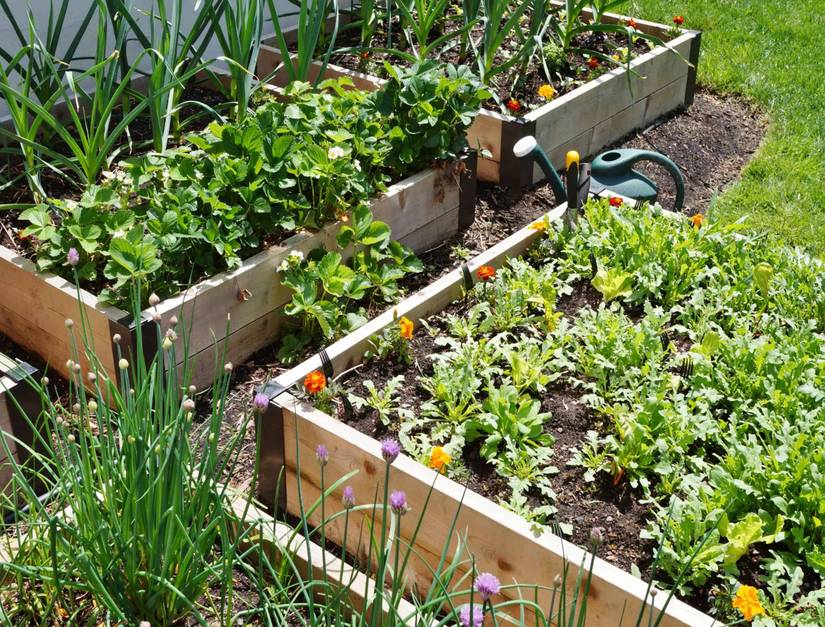 How to Rotate Crops in Your Small Vegetable Garden