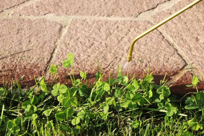 How To Get Rid of Clover For Weed Free Grass