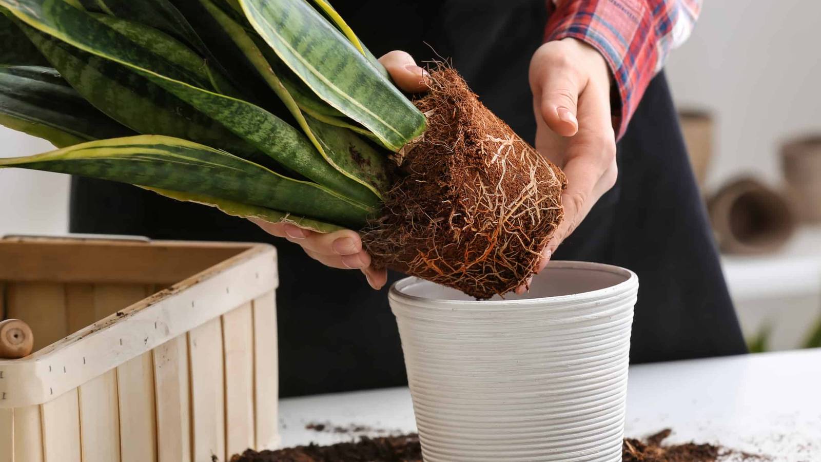 7 Tips To Perfectly Repotting Your Plants