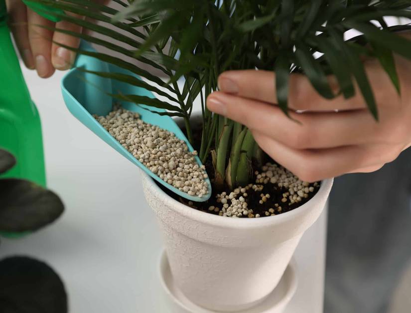 How to Keep Your Indoor Plants Alive