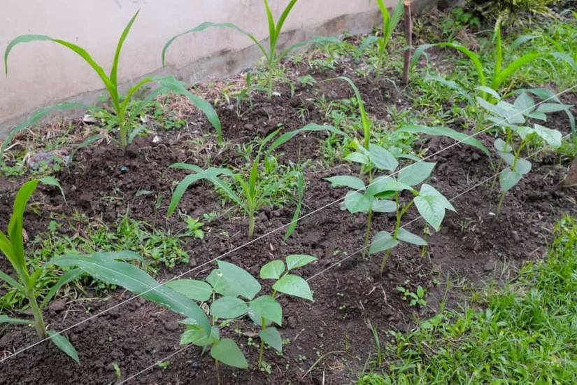7 Tips for Companion Planting in Your Home Garden