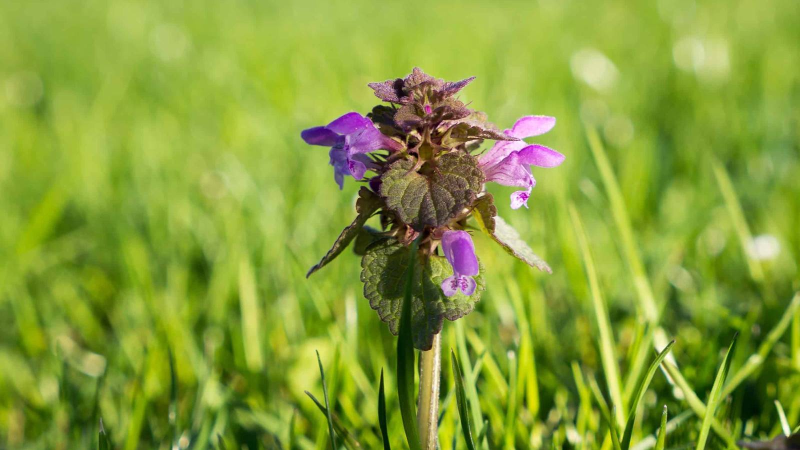 Vining Weeds That Wreck Lawns And How to Stop Them