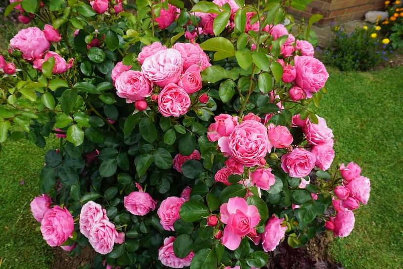 7 Tips for Transplanting a Rose Bush