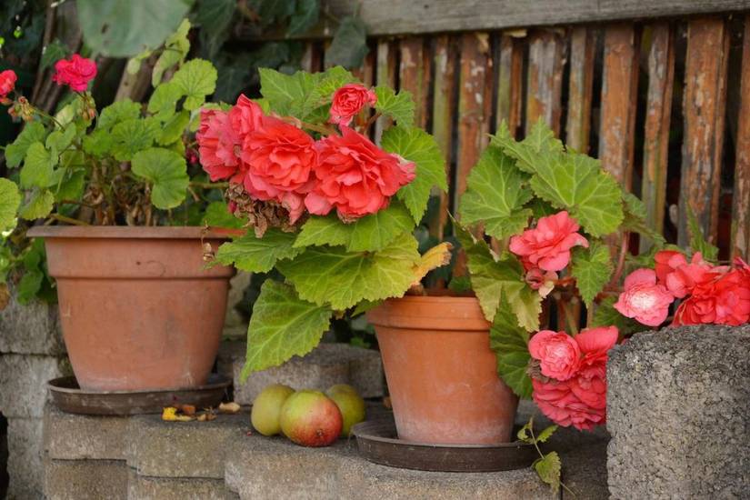 7 Best Potted Plants That Thrive in Shade