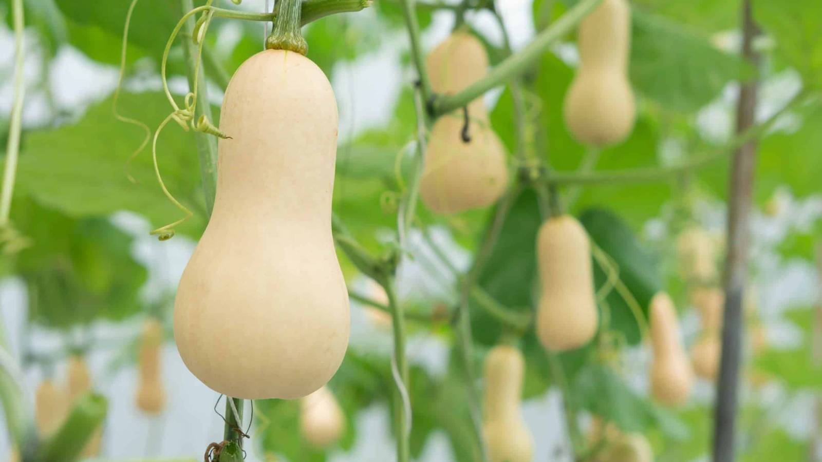 How to Grow and Care for Butternut Squash