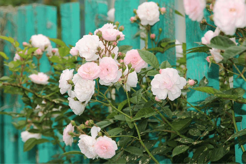 6 Tips for Growing Climbing Roses