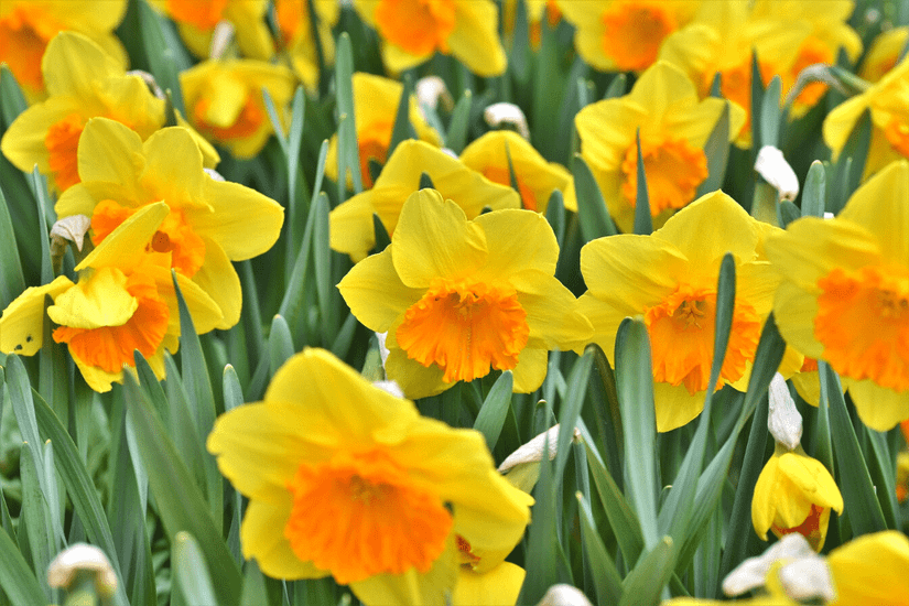 4 of the Best Bulbs For Fall Planting