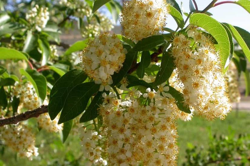 7 Types of Cherry Trees You Can Grow in Your Backyard