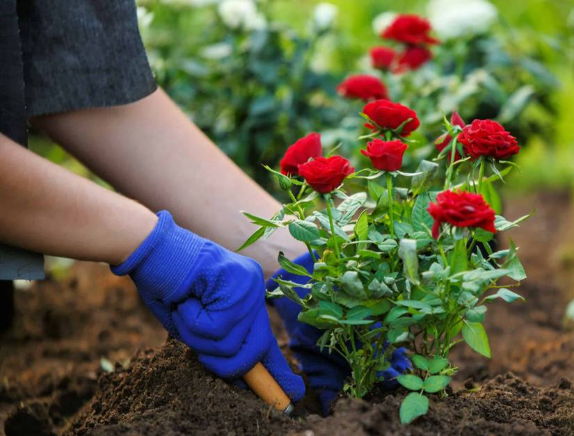 When To Plant Roses