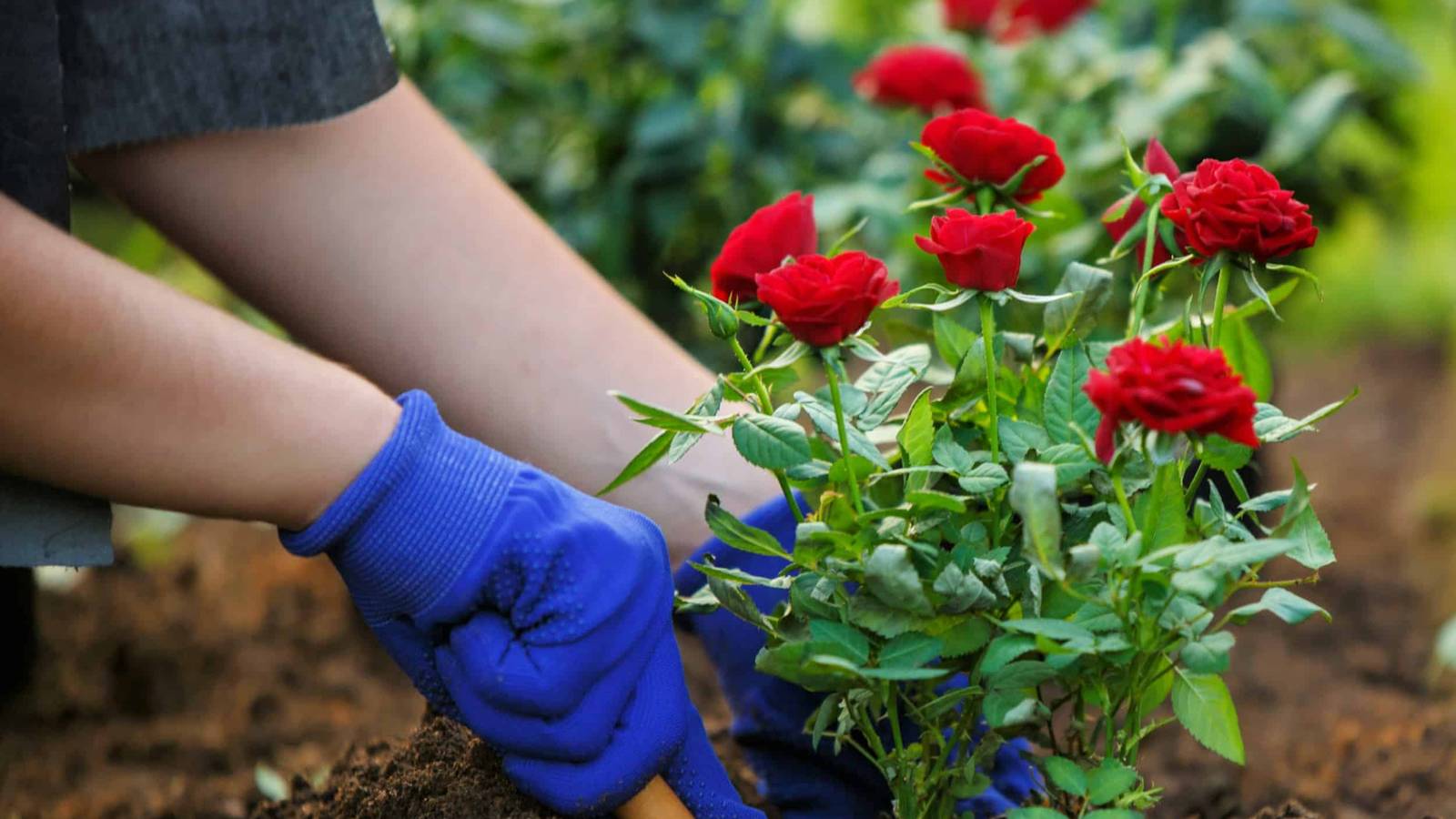 7 Tips for Transplanting a Rose Bush