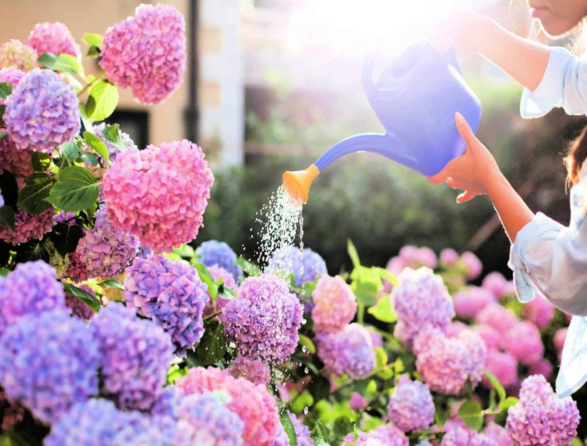 Will Your Hydrangea Come Back After Too Much Water?