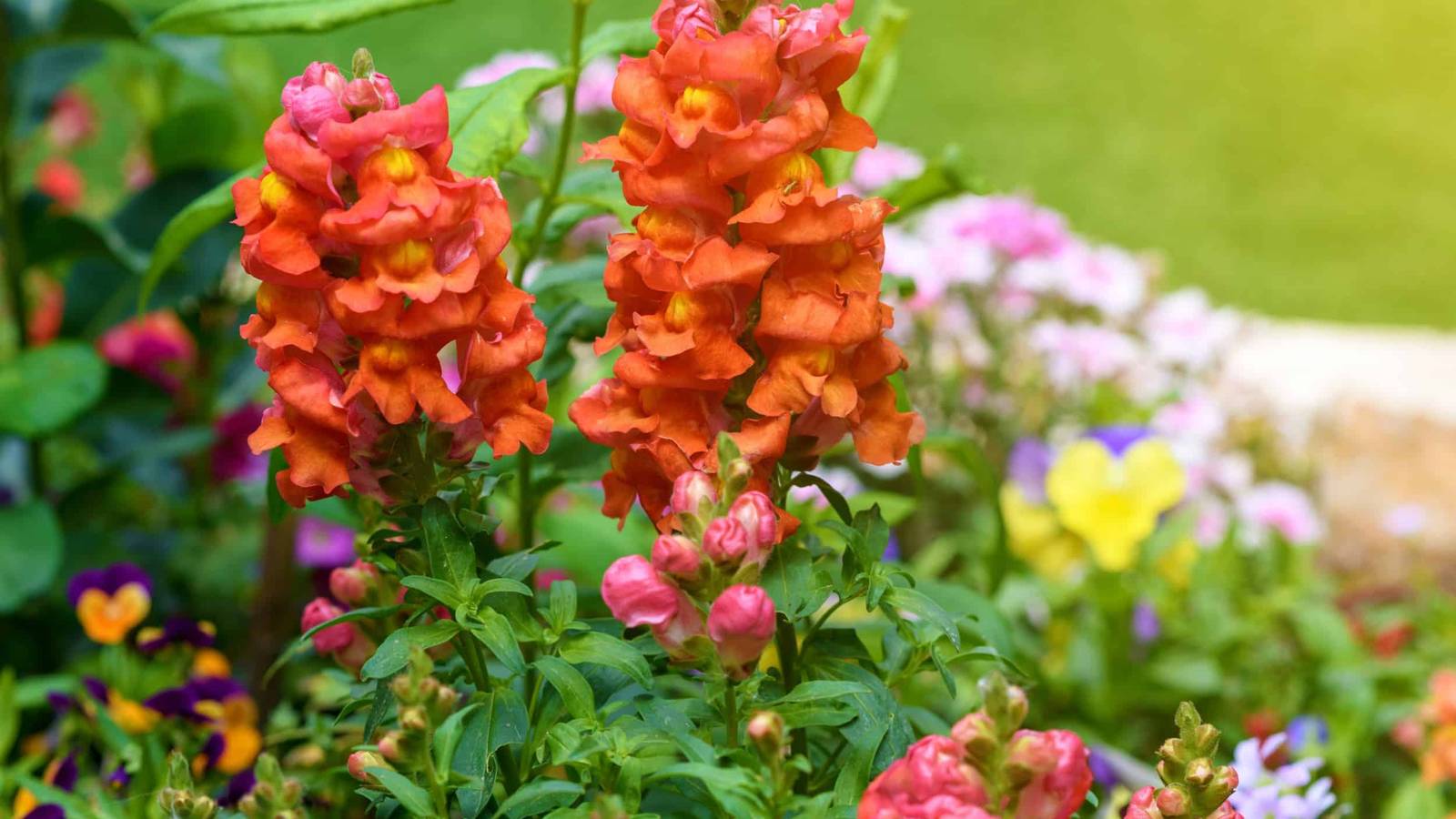7 Reasons to Add Snapdragons to Your Garden