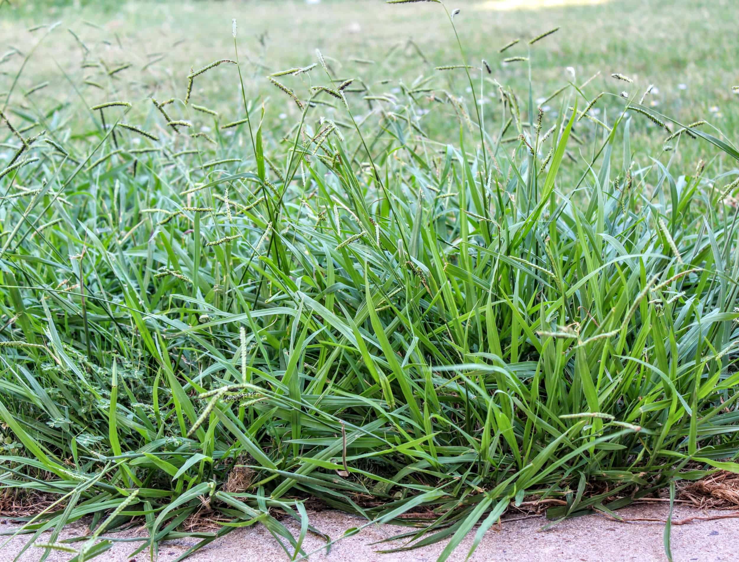 Control Measures to Rid Your Lawn of Weeds