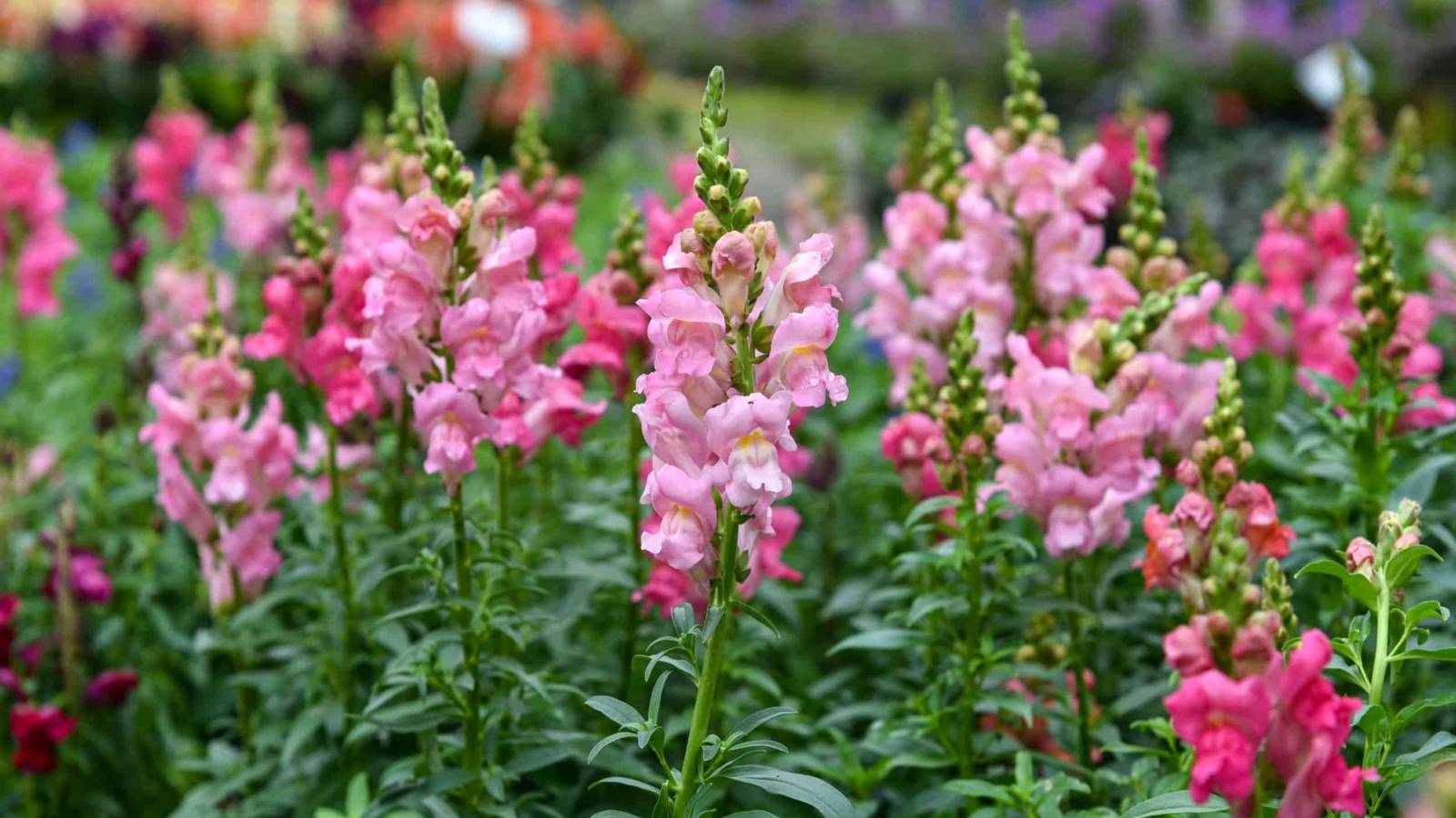 How to Grow and Care for Snapdragons