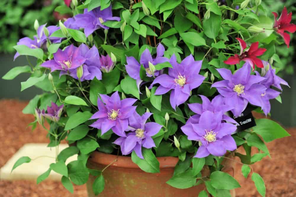 How to Grow Clematis in Containers