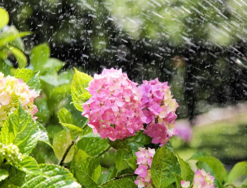 The Easy Way To Propagate Hydrangeas
