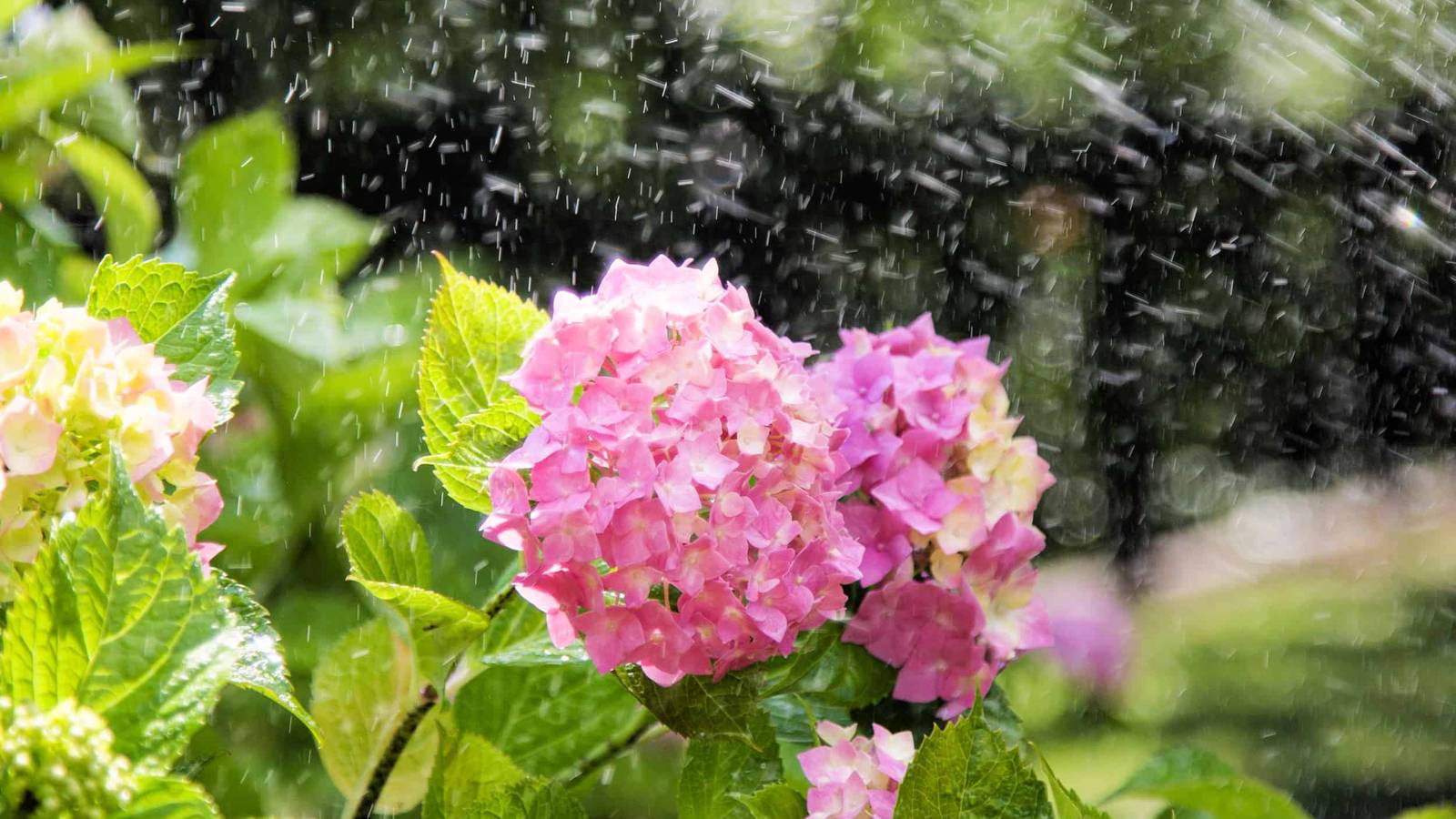 Will Your Hydrangea Come Back After Too Much Water?