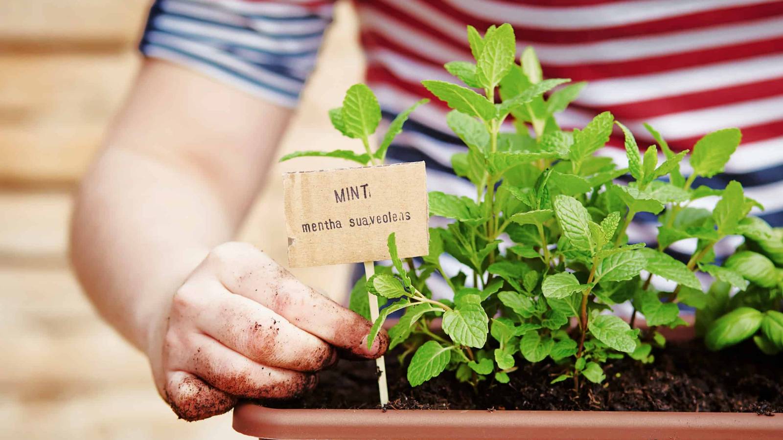 How to Grow Mint in Containers