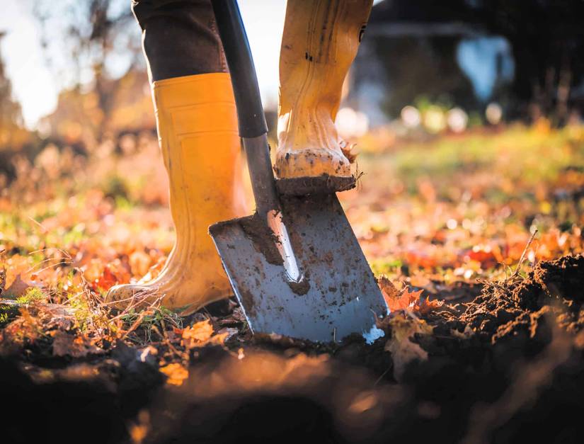 How To Properly Plant Trees and Shrubs