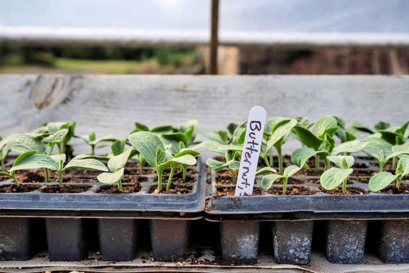 How to Grow Butternut Squash in Containers