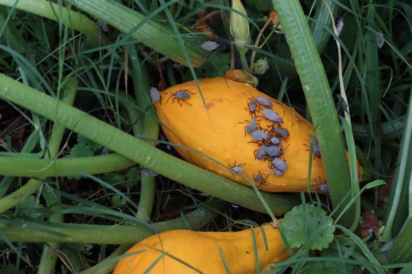 5 Plants That Repel Squash Bugs