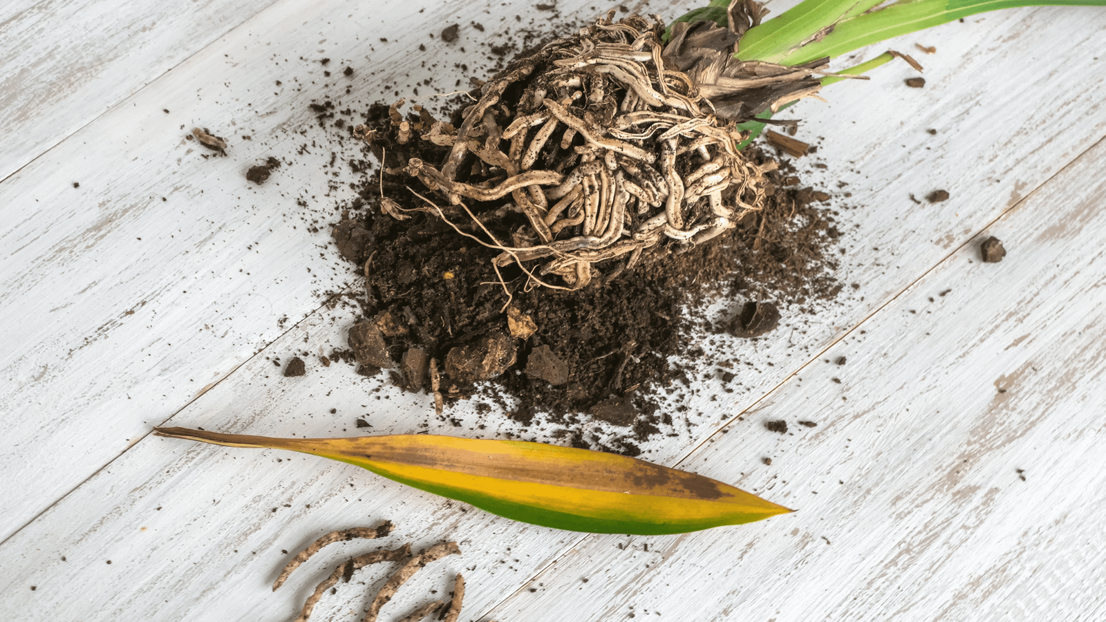 How to Get Rid of Root Rot With Household Items