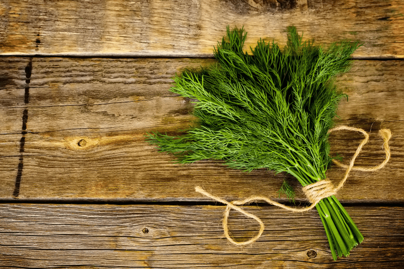 How to Harvest Dill