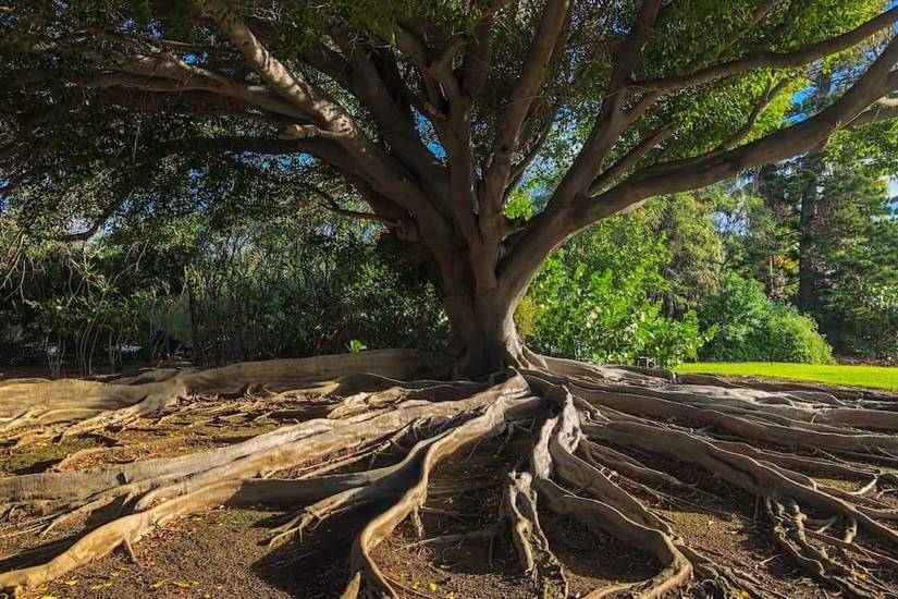Removing Tree Roots Above Ground: Will It Kill the Tree?