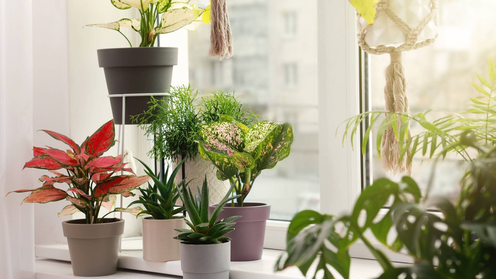 The Benefits of Grouping Houseplants Together
