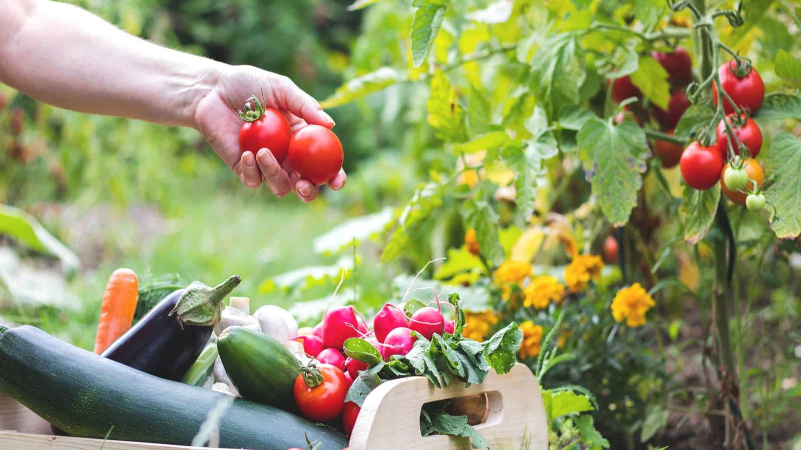 7 Tips For A Better Harvest