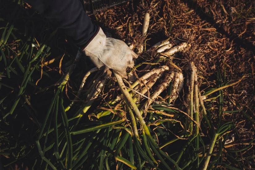 How and When to Harvest Onions