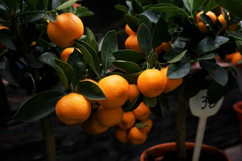 How to Make Potting Soil for Citrus Trees