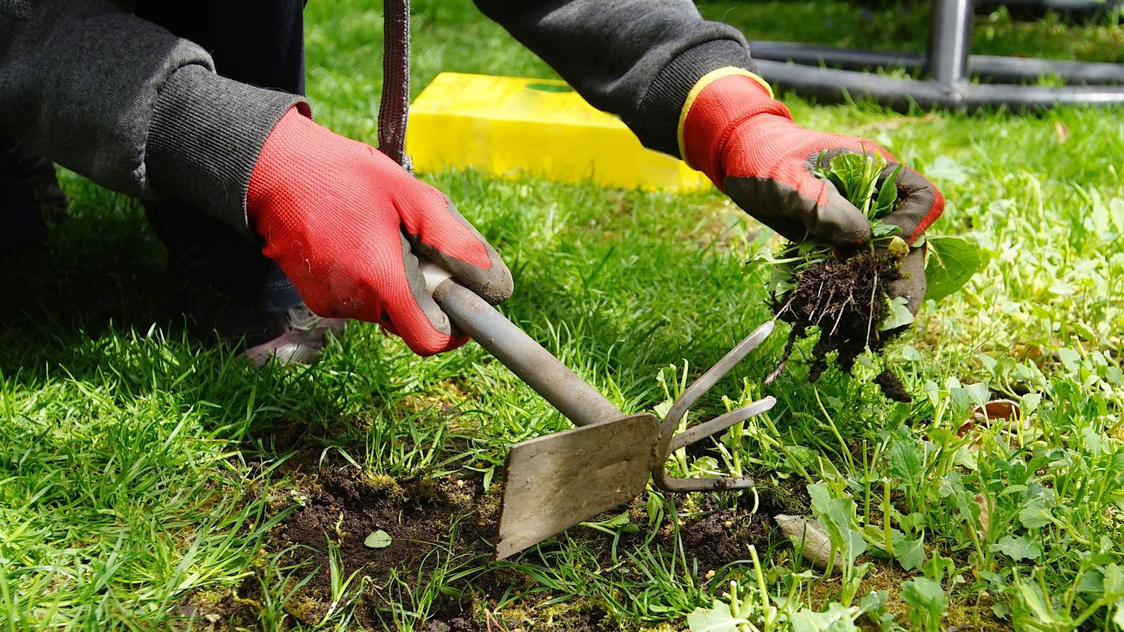 Keep Your Lawn Beautiful Without Harming Your Pets