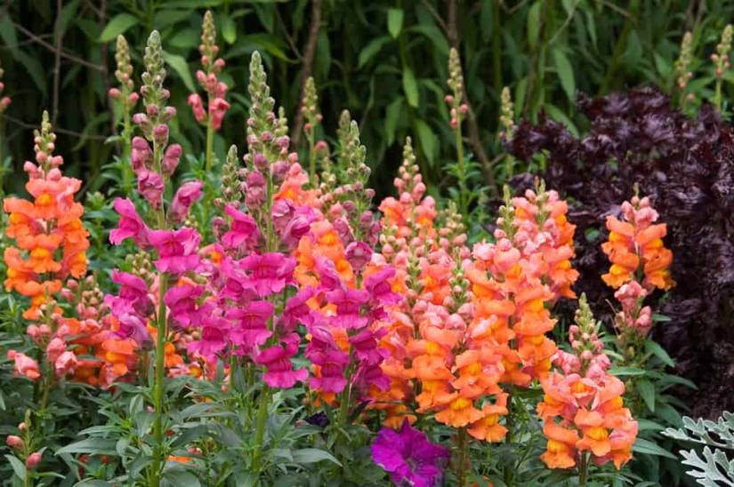 How to Grow and Care for Snapdragons