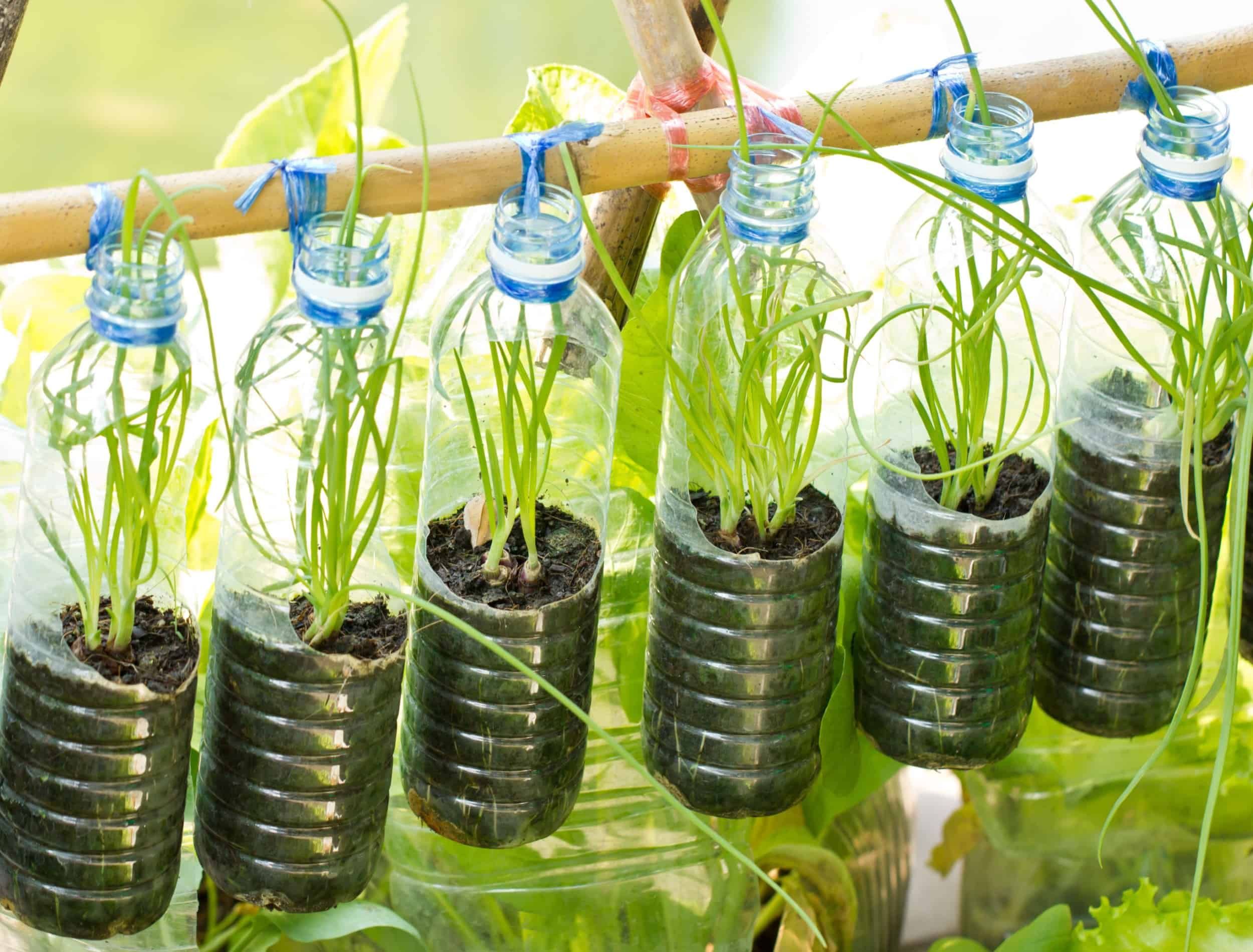 Using Bottles To Water Plants