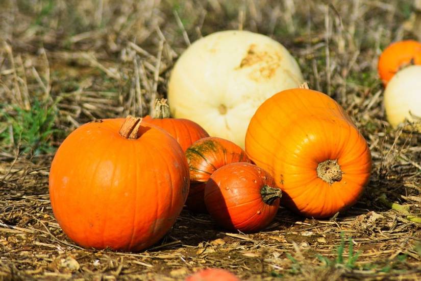 When and How to Harvest Pumpkins