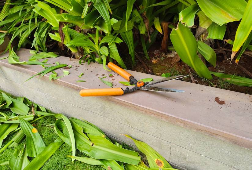 The Basics of Pruning Shrubs and Woody Plants