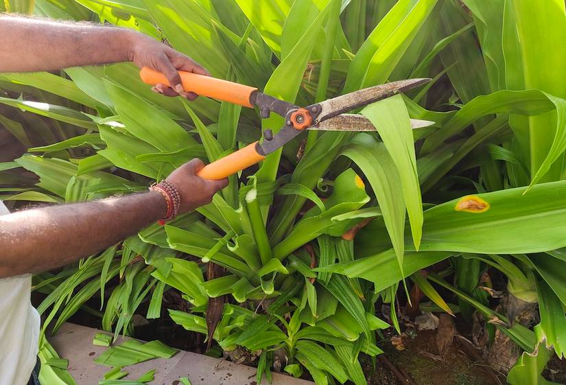 The Basics of Pruning Shrubs and Woody Plants