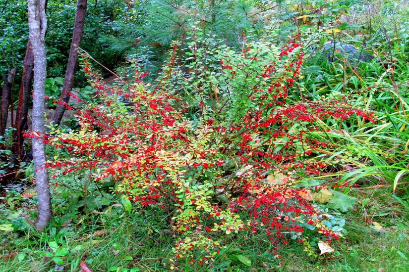 7 Shrubs You Should Never Plant in Your Yard