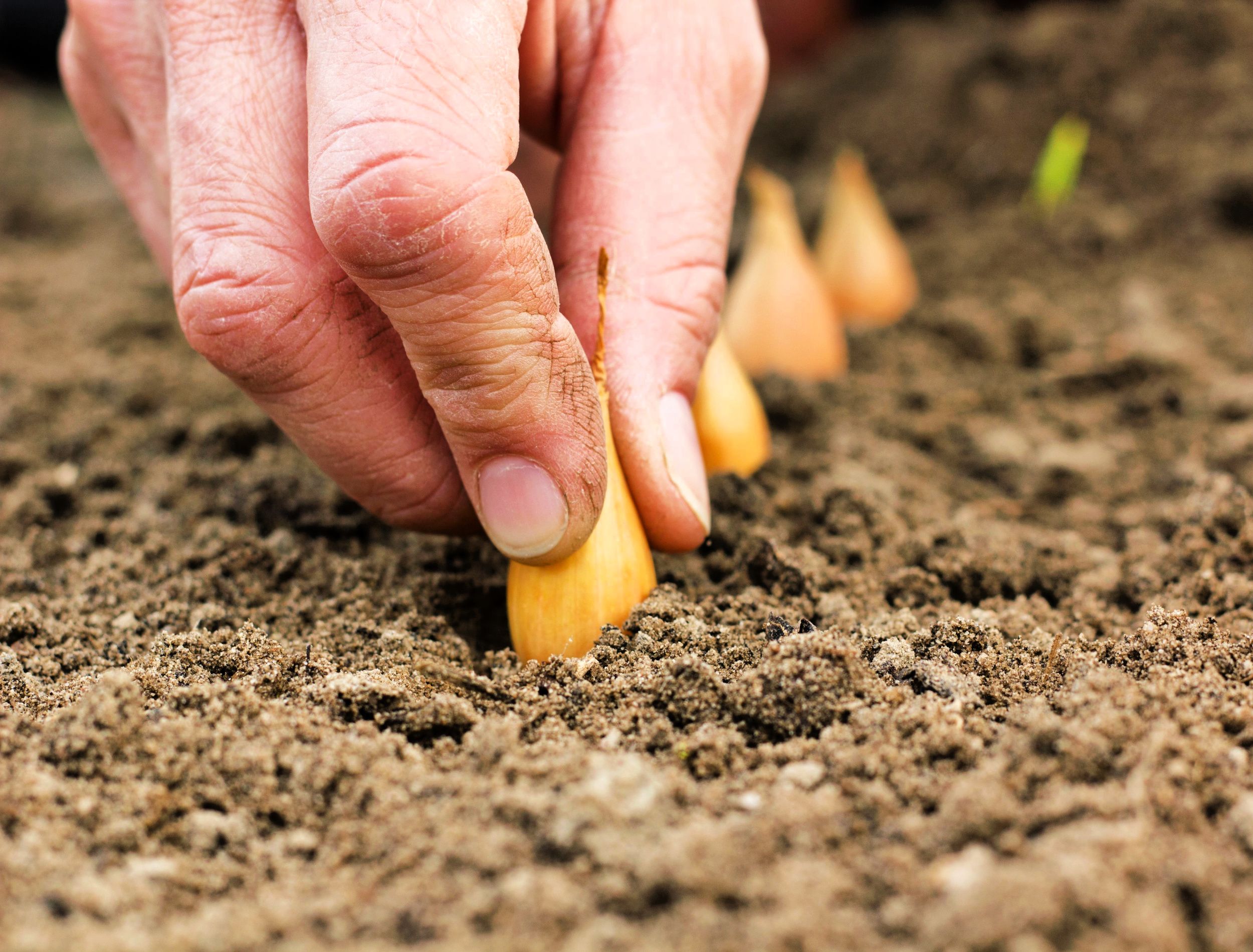 9 Tips For Harvesting Onions