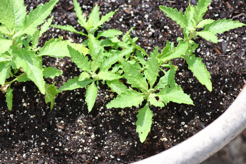 How to Grow Epazote in Your Herb Garden