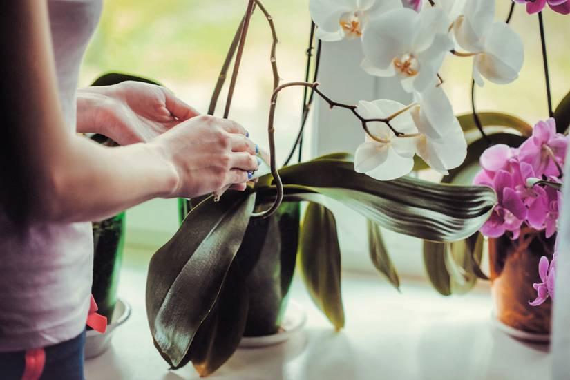 How to Prune Orchids