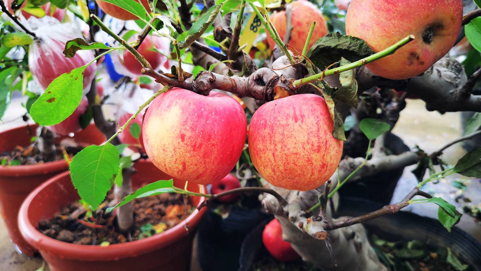 How to Grow Apple Trees in Containers