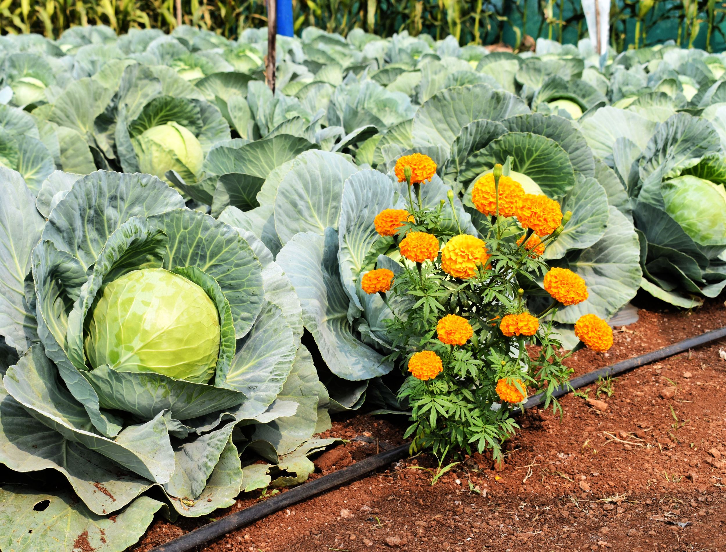 Add These Plants to Your Fall Garden