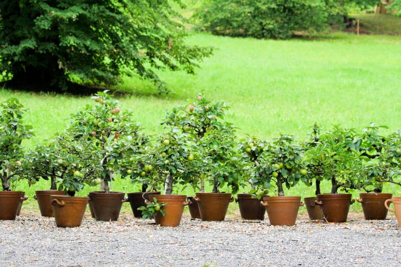 How to Grow Apple Trees in Containers