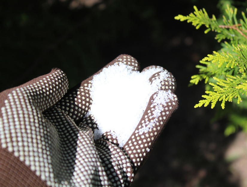 How to Use Epsom Salt to Kill a Tree Stump