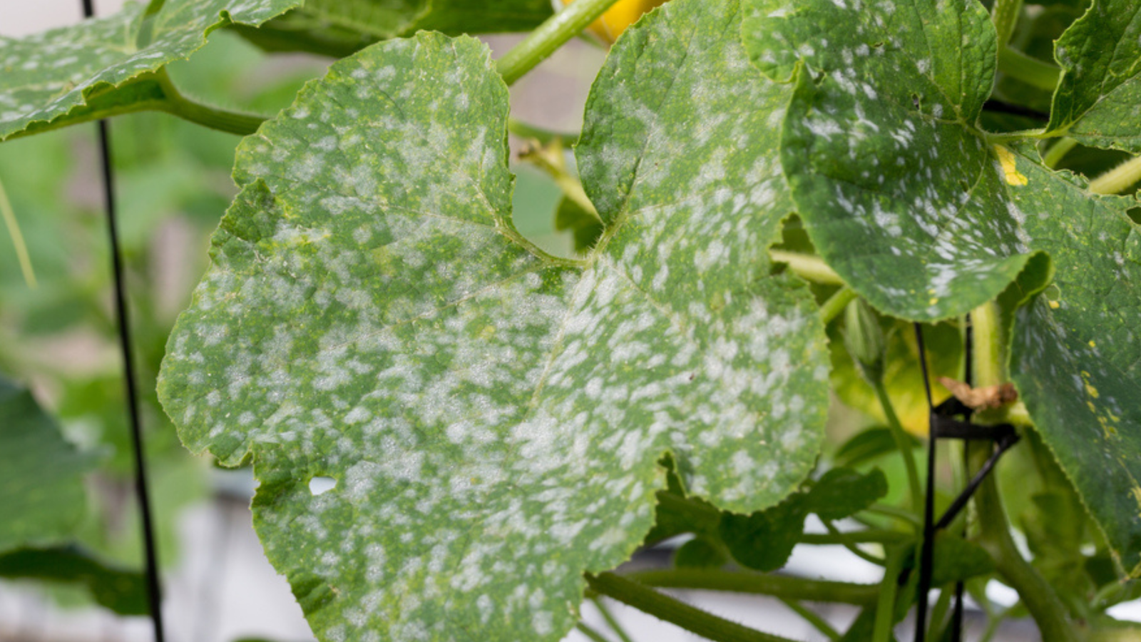 How To Prevent Powdery Mildew On Your Squash Plants