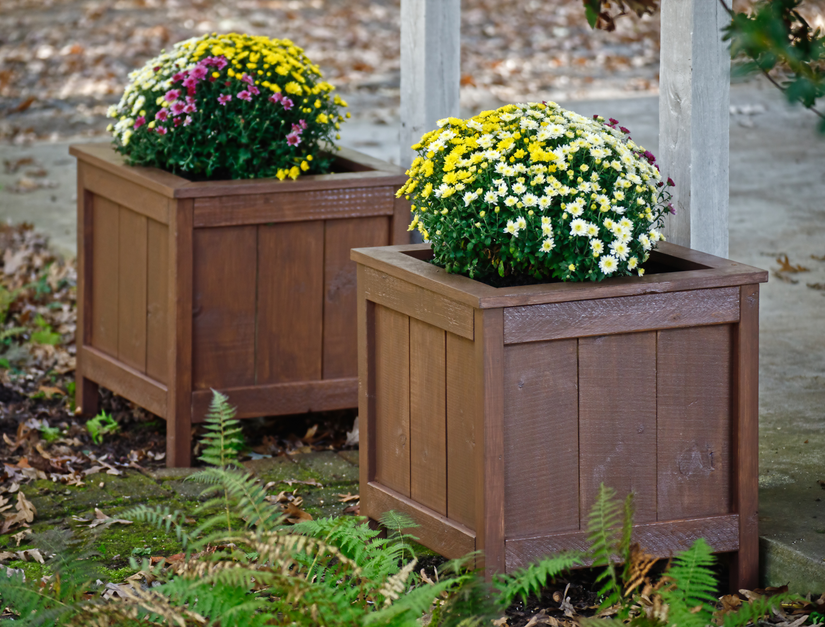 How to Grow Mums In Containers